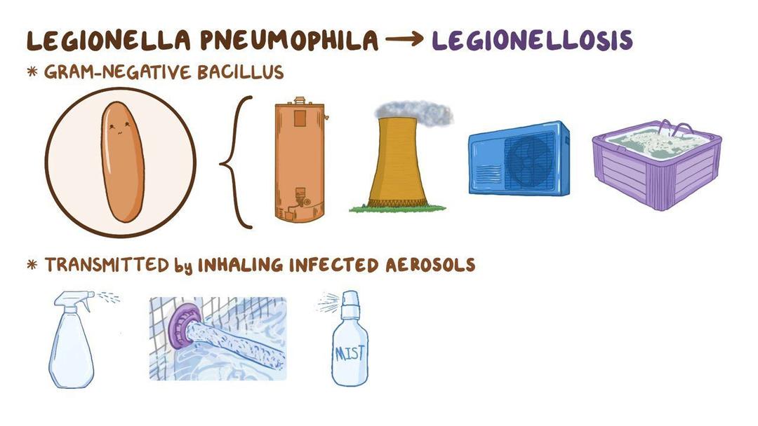 Video: Legionella pneumophila (Legionnaires disease and Pontiac fever ...