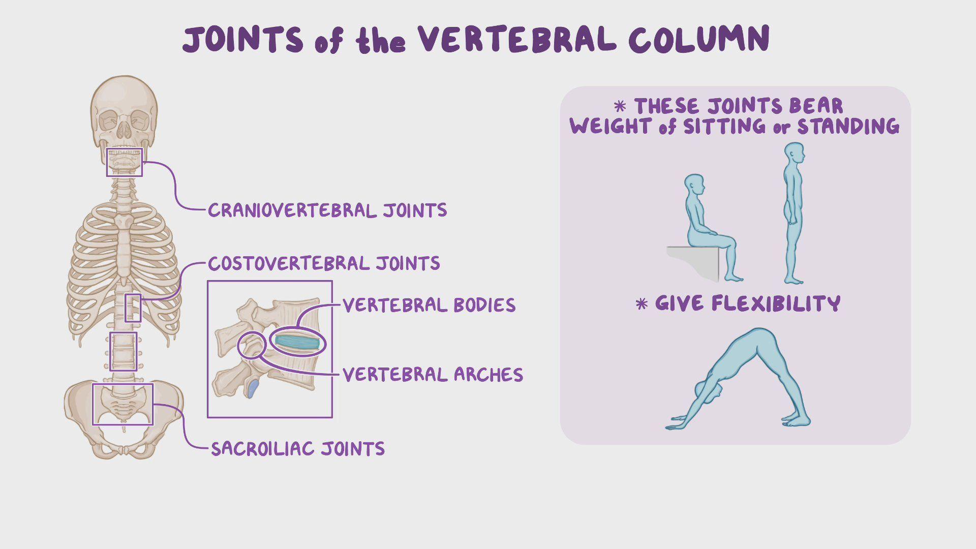 Joints of the vertebral column: Video, Causes, & Meaning | Osmosis