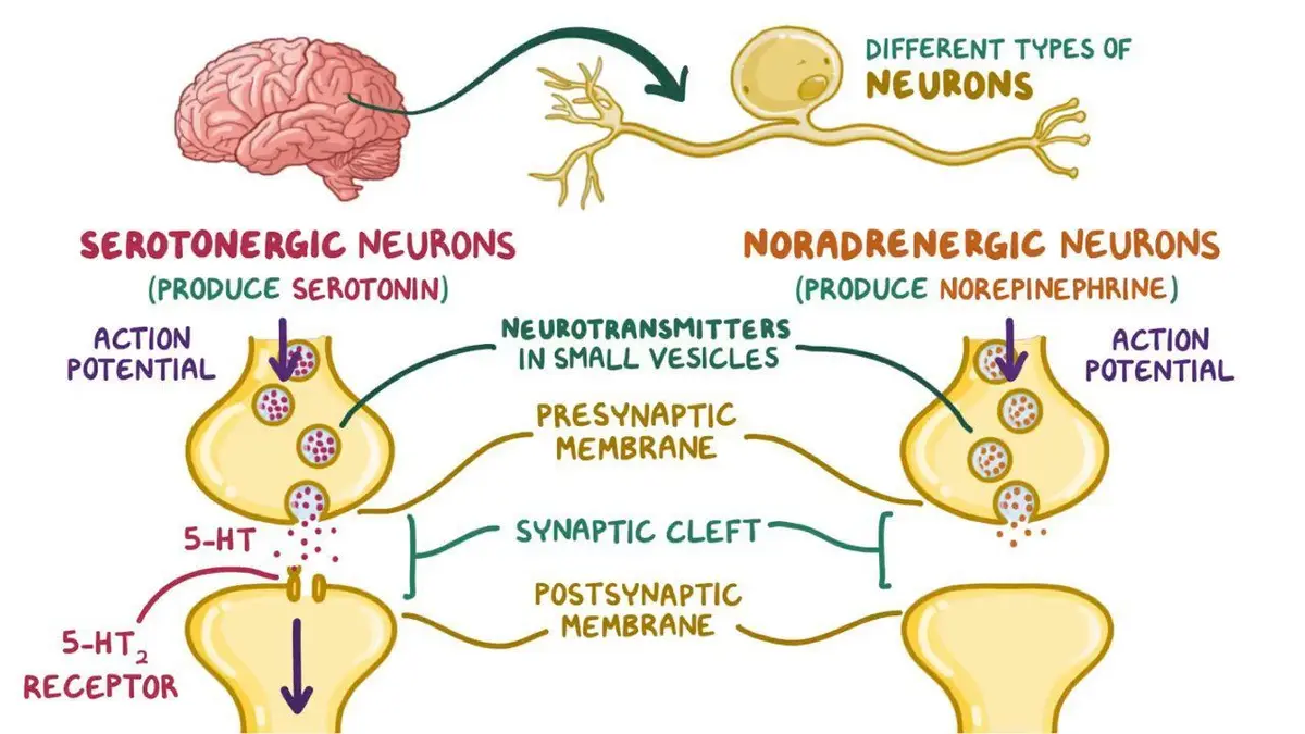 Tricyclic antidepressants: Video, Causes, & Meaning | Osmosis