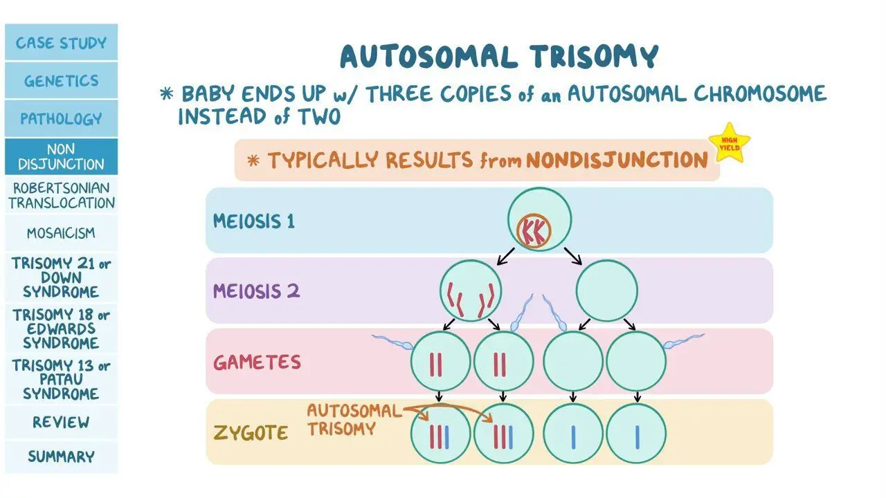 Autosomal trisomies: Pathology review: Video, Causes, & Meaning | Osmosis