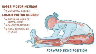 Motor Nervous System Notes: Diagrams & Download PDF | Osmosis