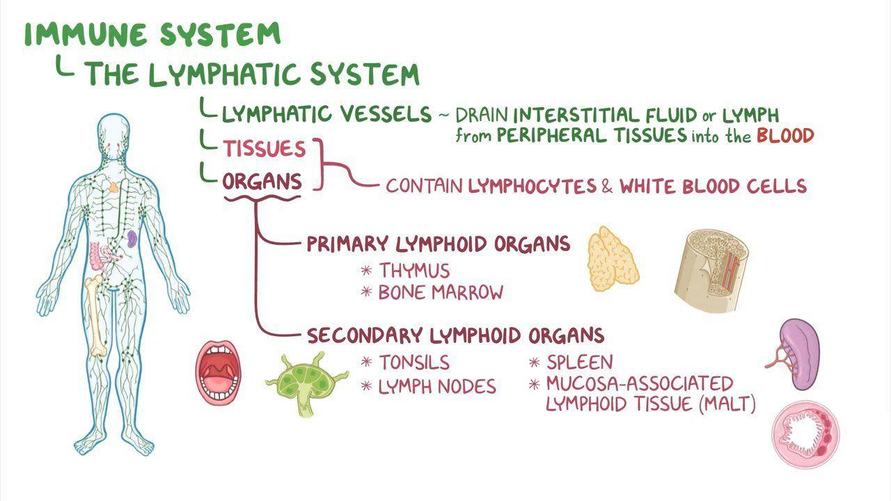 Lymph node histology: Video, Causes, & Meaning | Osmosis