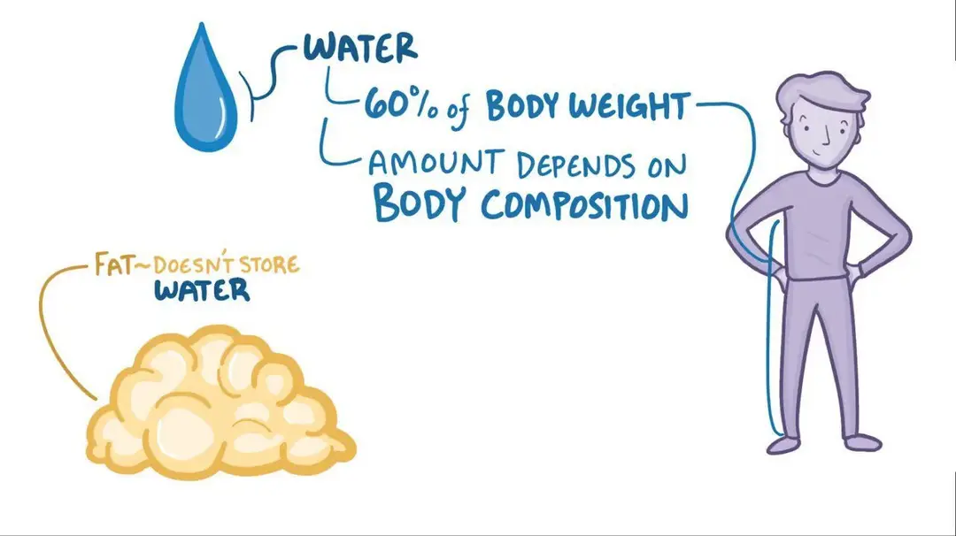 Body fluid compartments: Video, Anatomy & Definition | Osmosis