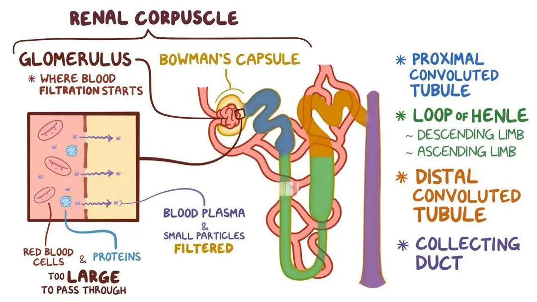 Loop of Henle: Video, Causes, & Meaning | Osmosis
