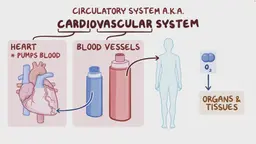 Video: ECG basics | Osmosis