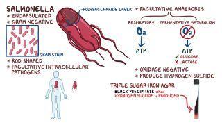 Video: Salmonella typhi (typhoid fever) | Osmosis