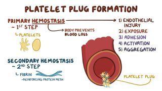 Blood Components and Function Notes: Diagrams & Download PDF | Osmosis