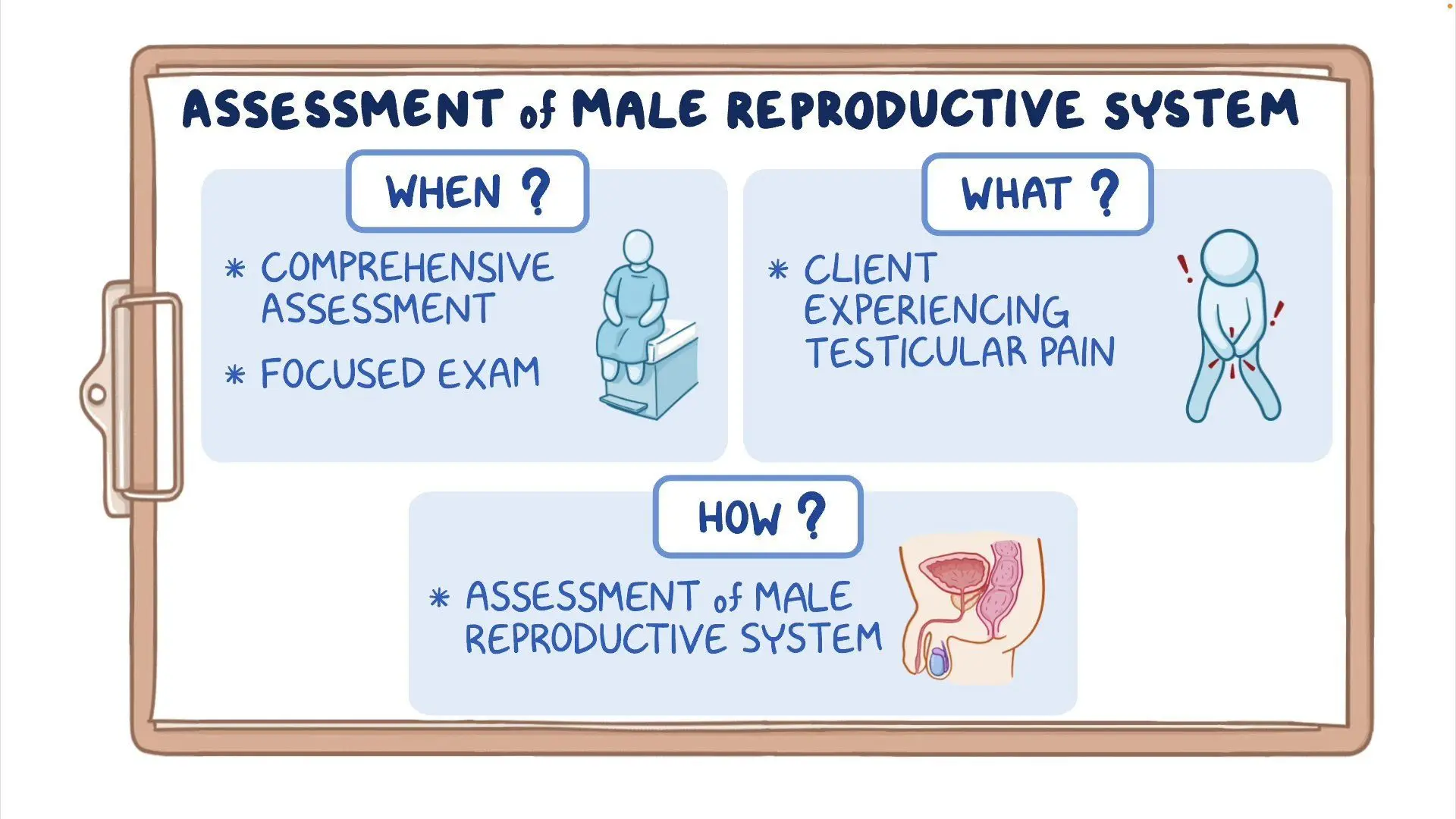 Male Genitalia: Examination and Finding: Video, Causes, & Meaning | Osmosis