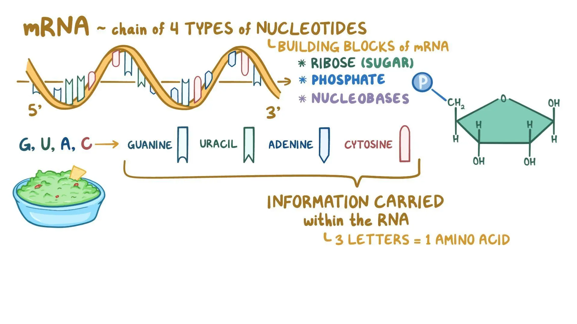 Translation of mRNA: Video, Causes, & Meaning | Osmosis