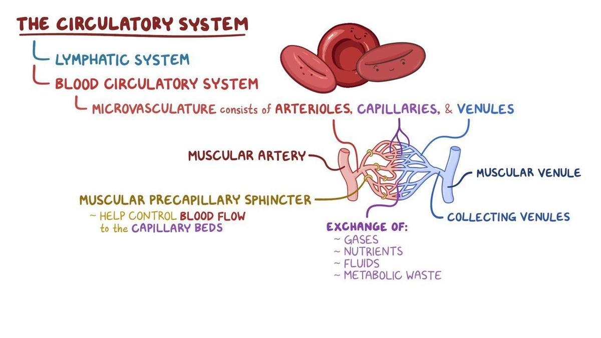 Histología de arteriolas, vénulas y capilares: Vídeo | Osmosis
