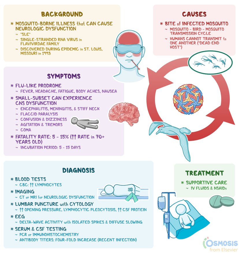 St. Louis Encephalitis Virus: What It Is, Transmission, Signs | Osmosis