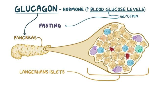 Glucagón: Vídeo, Anatomía, Definición & Función | Osmosis