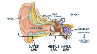 Video: Anatomy and physiology of the ear | Osmosis