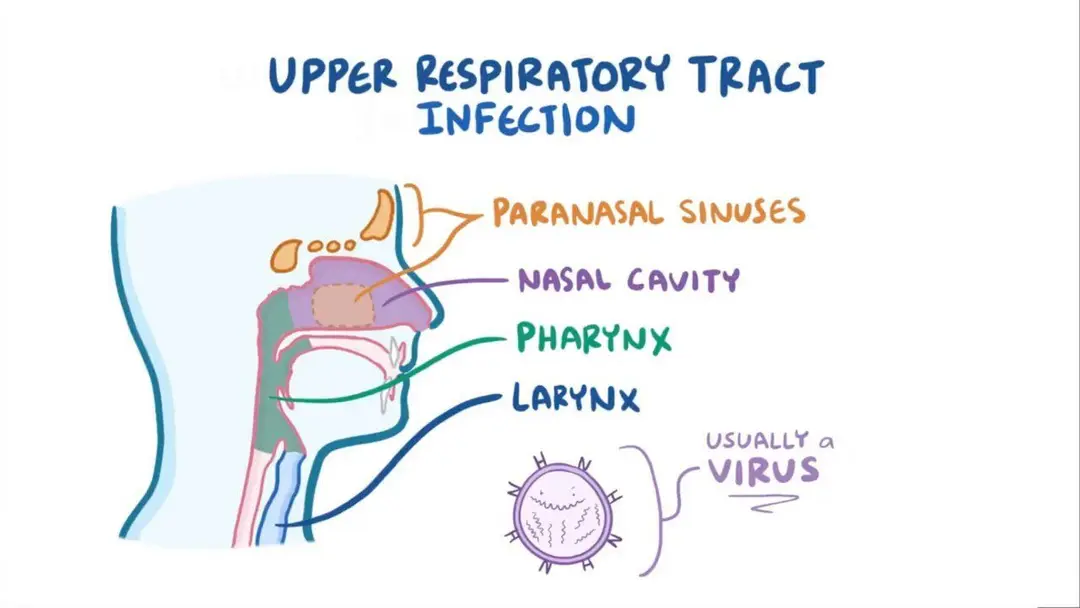 Upper respiratory tract infection: Video, Causes, & Meaning | Osmosis