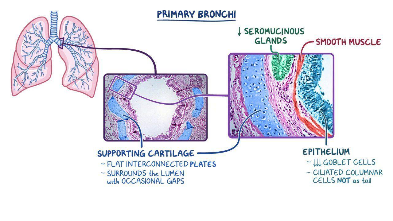 Video: Trachea and bronchi histology | Osmosis