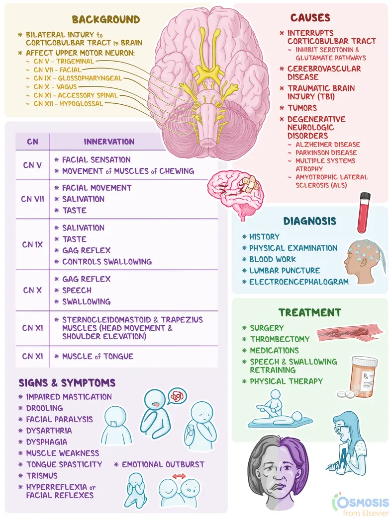 Pseudobulbar Palsy: What It Is, Causes, Signs and Symptoms, and More ...
