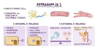 Renal Electrolyte Regulation Notes: Diagrams & Download PDF | Osmosis