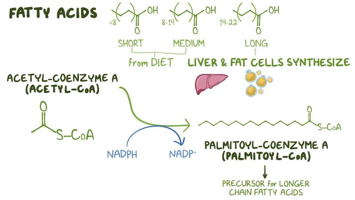 Video: Fatty acid synthesis | Osmosis