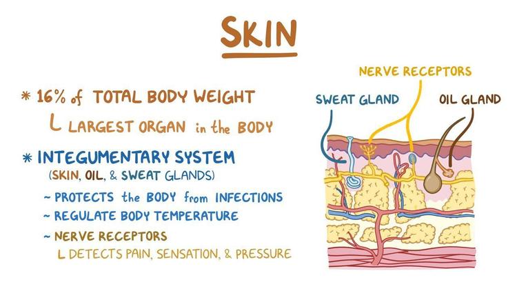 Video: Skin anatomy and physiology