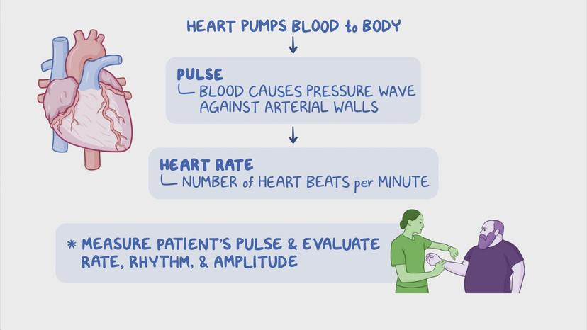 Measuring Heart Rate: Video, Causes, & Meaning | Osmosis
