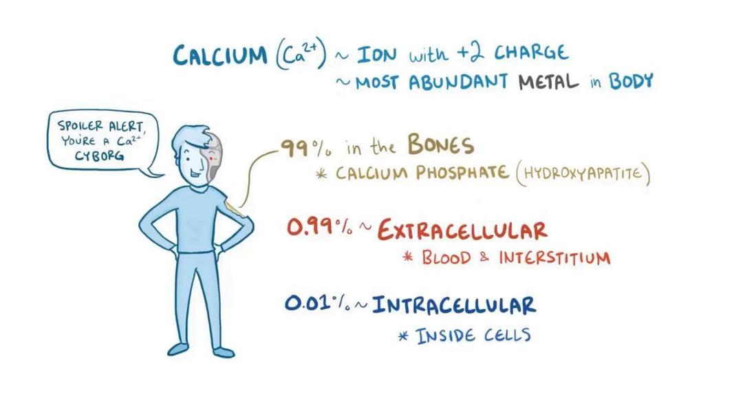 Hipocalcemia: Vídeo, Anatomía, Definición & Función | Osmosis