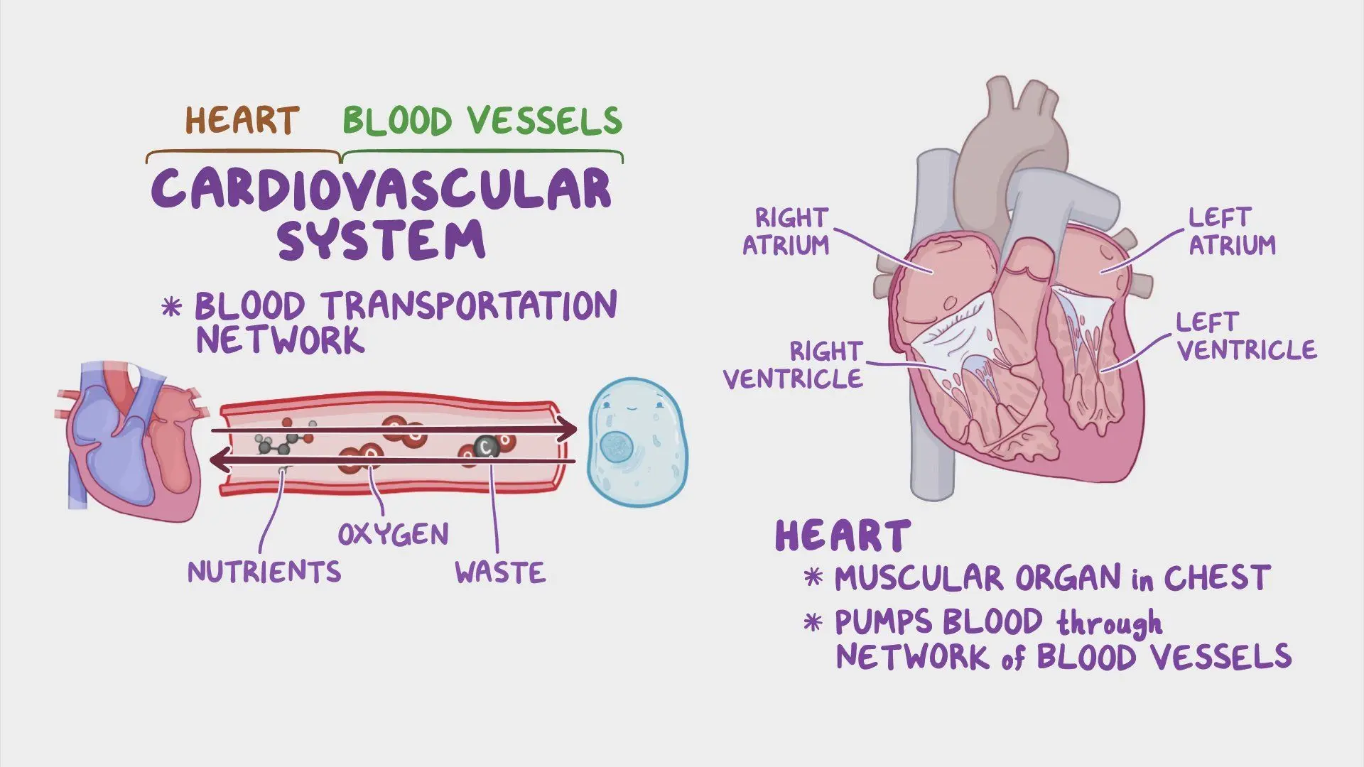 Introduction to the cardiovascular system: Video, Causes, & Meaning ...