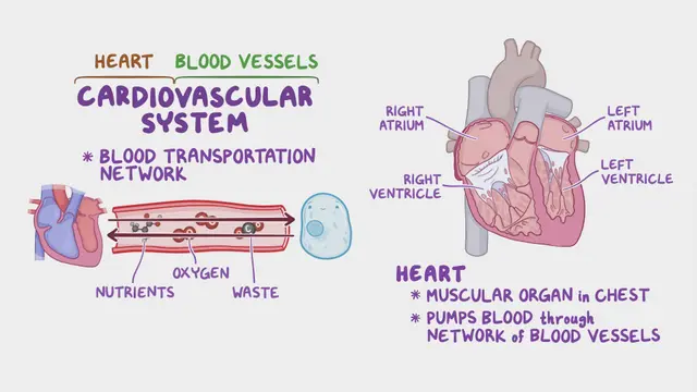 Video: Introduction to the lymphatic system | Osmosis