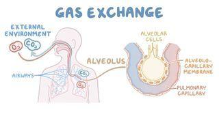 Gas Exchange Notes: Diagrams & Download PDF | Osmosis
