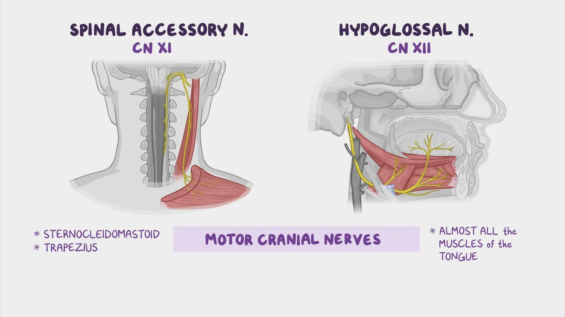 Anatomía de los nervios accesorio espinal (CN XI) e hipogloso (CN XII ...