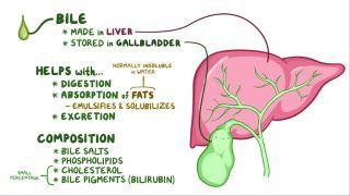 Liver gallbladder and pancreas Notes: Diagrams & Download PDF | Osmosis