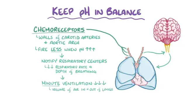 Video: Kidney countercurrent multiplication | Osmosis