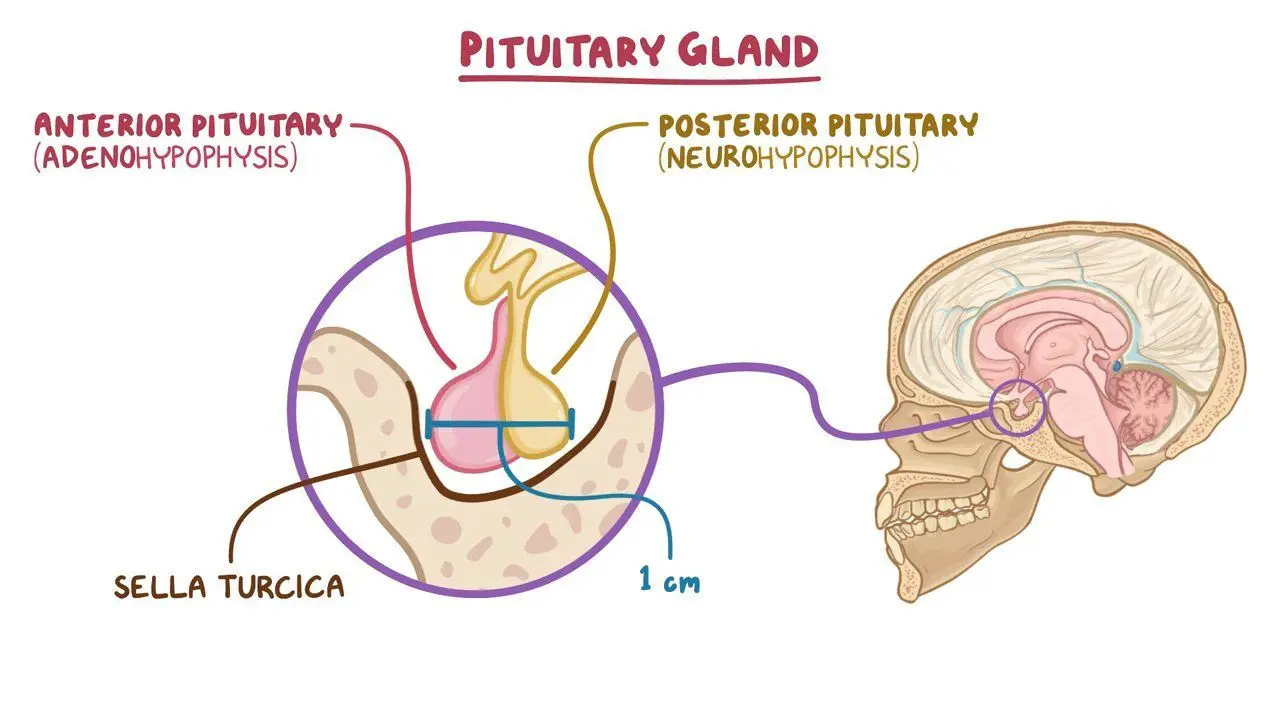 Pituitary gland histology: Video, Causes, & Meaning | Osmosis