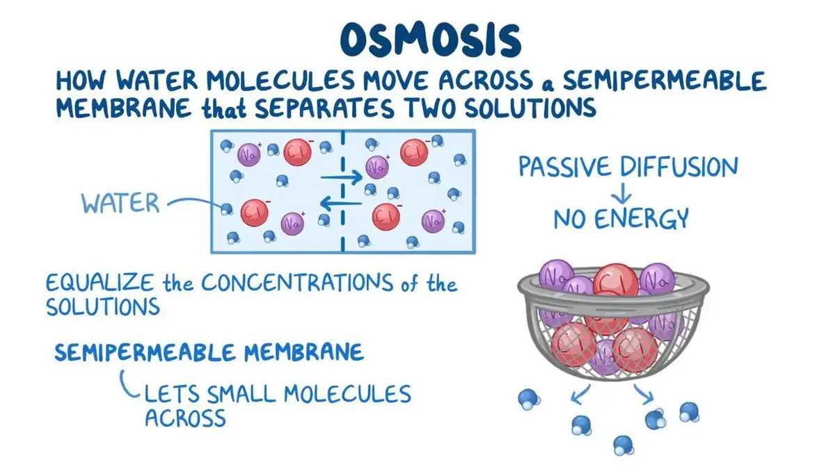Video: Osmosis | Osmosis