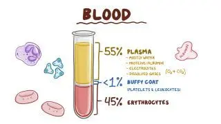 Blood Components and Function Notes: Diagrams & Download PDF | Osmosis