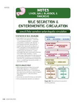 Bile secretion and enterohepatic circulation: Video, Causes, & Meaning ...