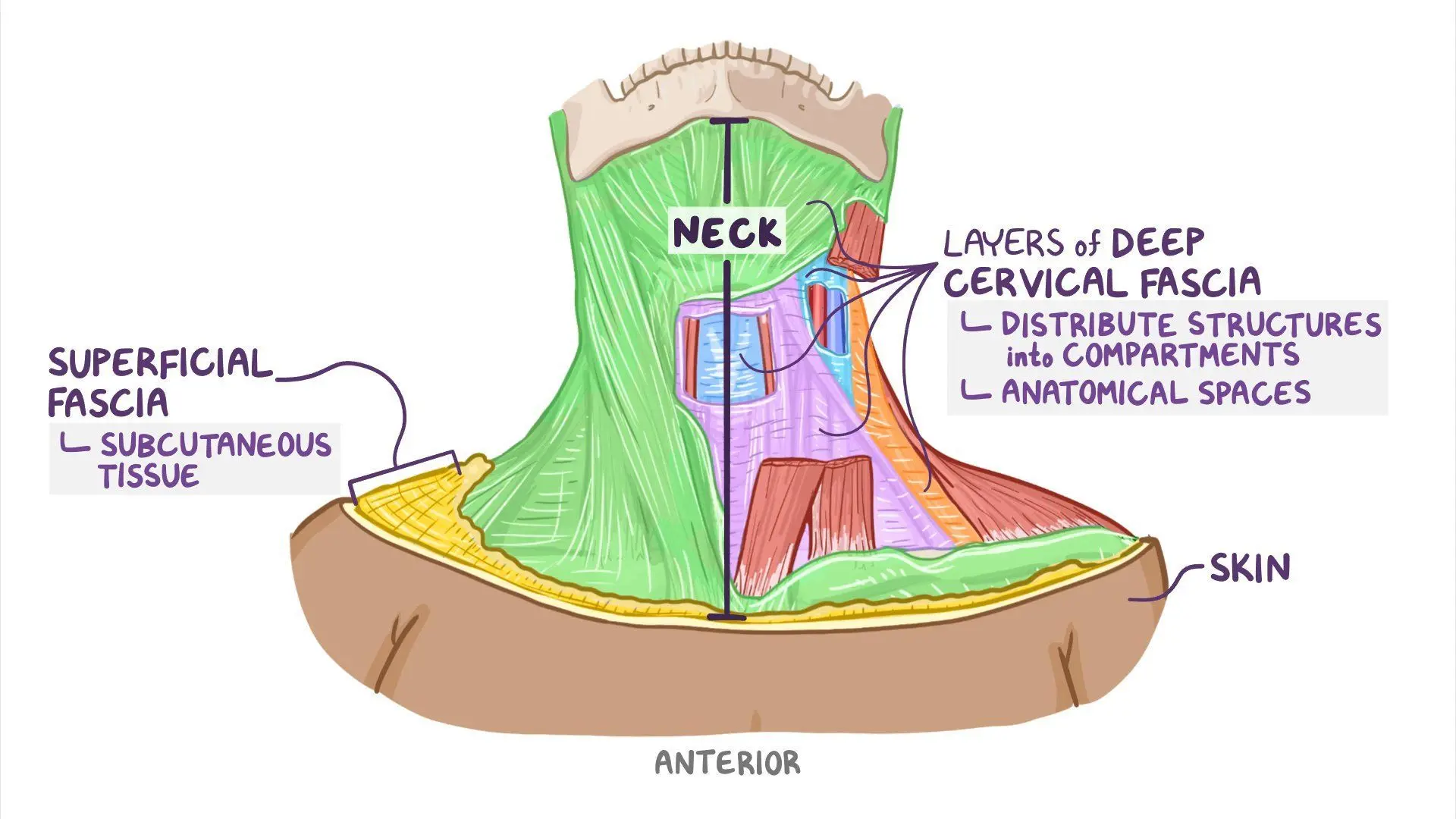 Fascia and spaces of the neck: Video, Causes, & Meaning | Osmosis