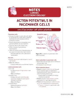 Action potentials in pacemaker cells: Video, Causes, & Meaning | Osmosis