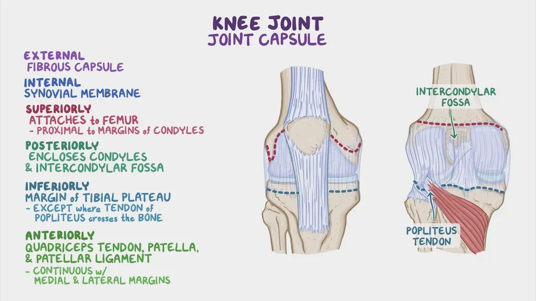Anatomy of the knee joint: Video, Causes, & Meaning | Osmosis