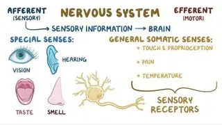Sensory Nervous System Notes: Diagrams & Download PDF | Osmosis