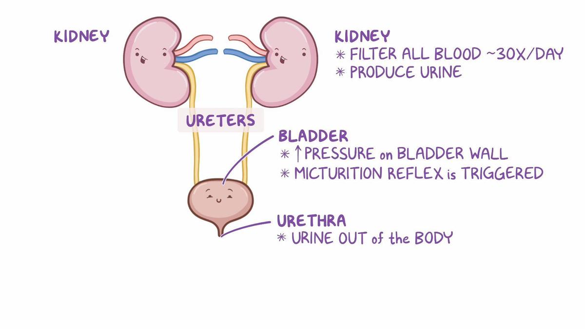 Video: Renal system anatomy and physiology | Osmosis