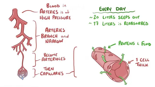 Video: ECG basics | Osmosis