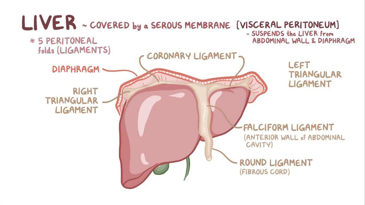Video: Liver anatomy and physiology | Osmosis