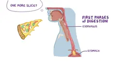 Video: Abdominal quadrants, regions and planes | Osmosis