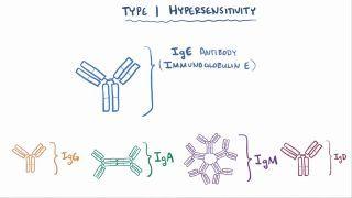 Type I hypersensitivity reactions Notes: Diagrams & Download PDF | Osmosis