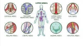 Video: Introduction to the lymphatic system | Osmosis