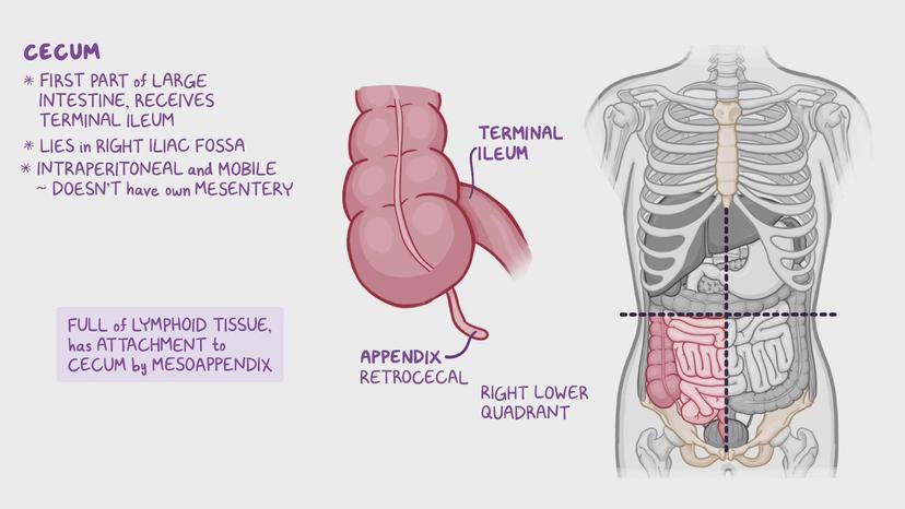 Anatomy of the abdominal viscera: Large intestine: Video, Causes ...