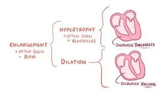 Electrocardiography Notes: Diagrams & Download PDF | Osmosis