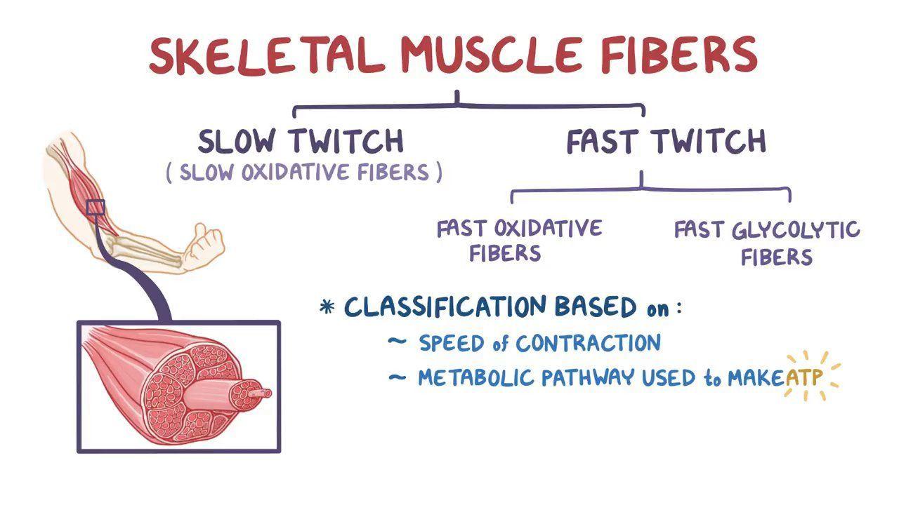 Slow twitch and fast twitch muscle fibers: Video, Causes, & Meaning ...