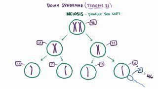 Trisomies Notes: Diagrams & Download PDF | Osmosis