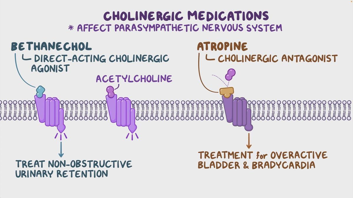 Cholinergic therapy - Overview: Nursing pharmacology: Video, Causes ...